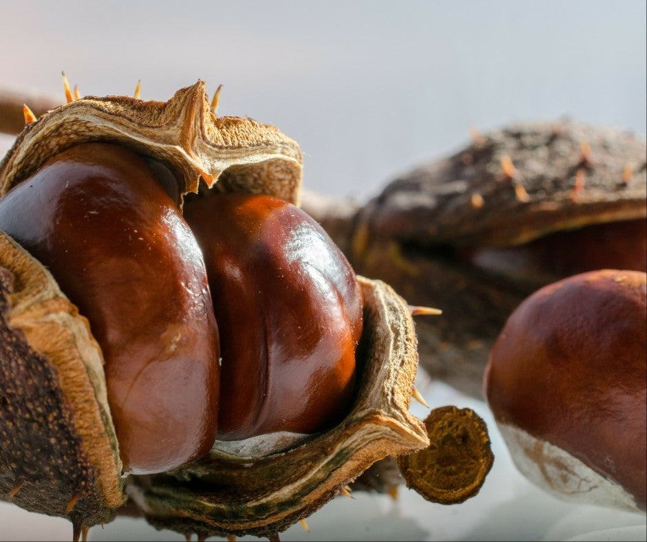 Meet the Ingredient: Horse Chestnut / Leg Lotion